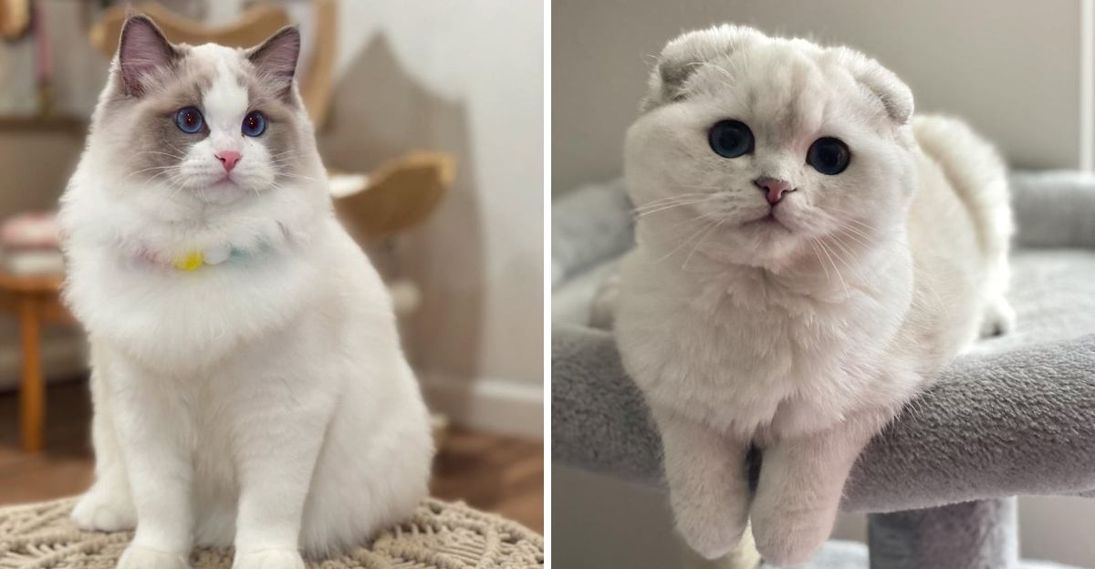 21 Best Behaved Cat Breeds for First Time Pet Owners - Exploring Animals