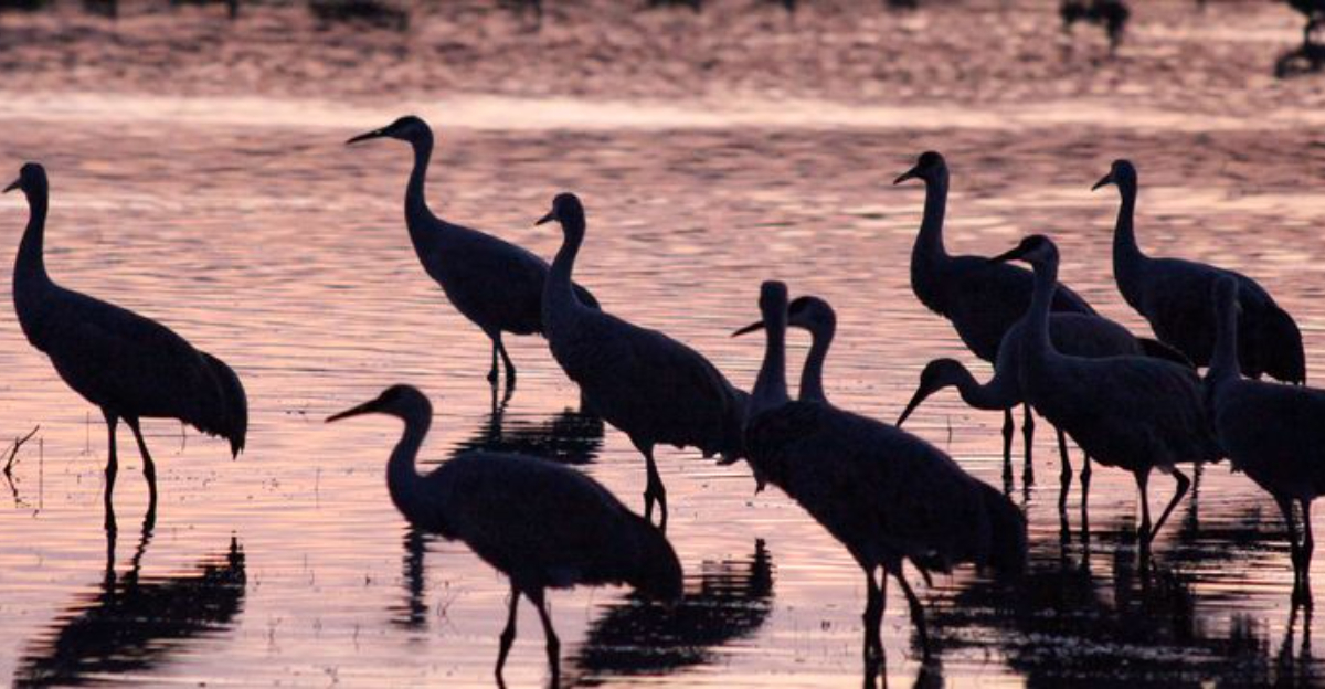 The 20 Best Birding Hotspots in the United States You Should Visit ...