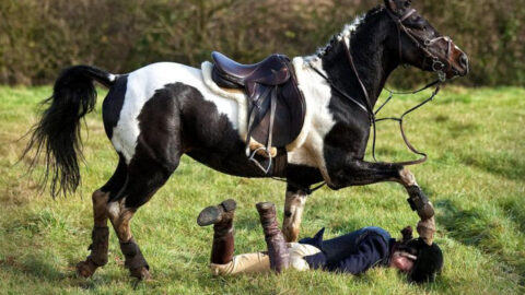 20 Common Myths and Misconceptions About Owning a Horse - Exploring Animals