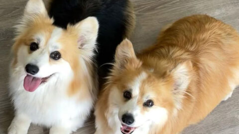 26 of the Coolest Dogs in the World and What Makes Them So Special ...