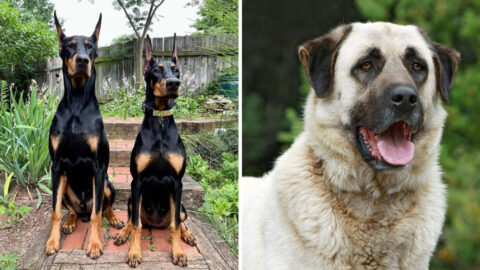 20 Dog Breeds Considered Too Intimidating for Inside the Home ...