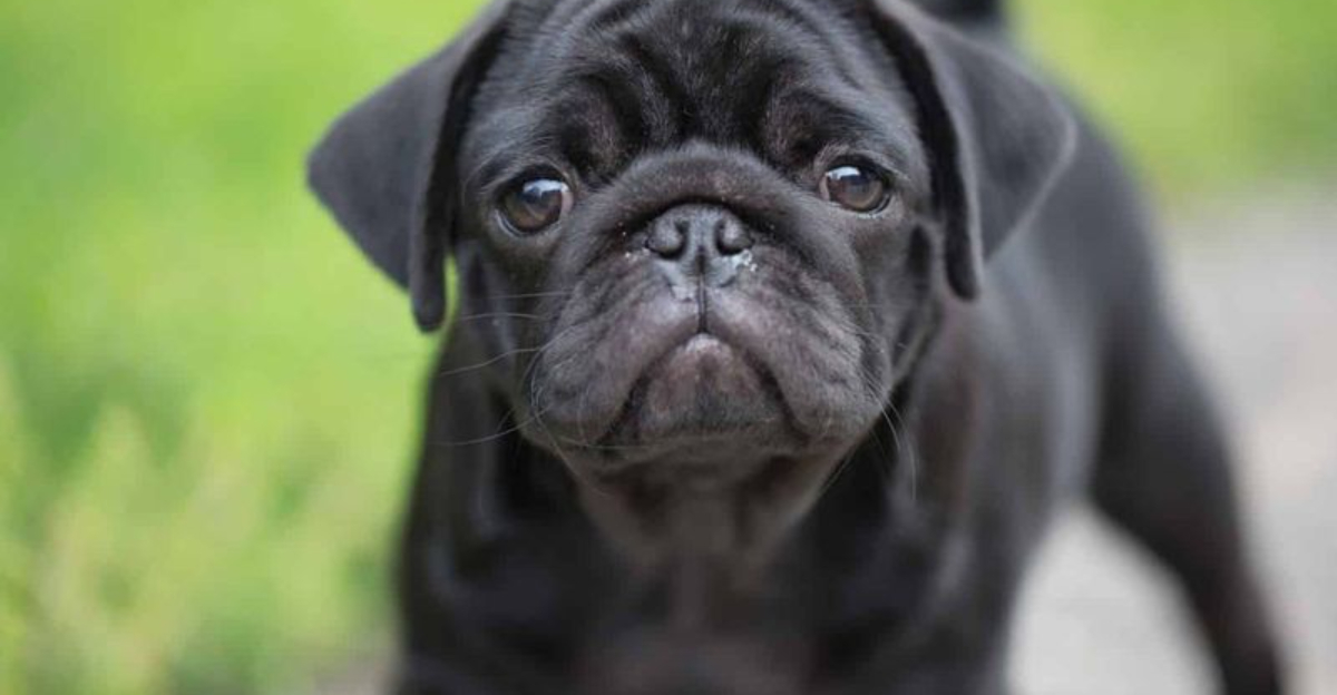 26 Dog Breeds That Form the Deepest Emotional Bonds with Their Owners ...