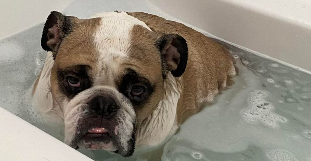 22 Dog Breeds that Hate Getting Wet - Exploring Animals