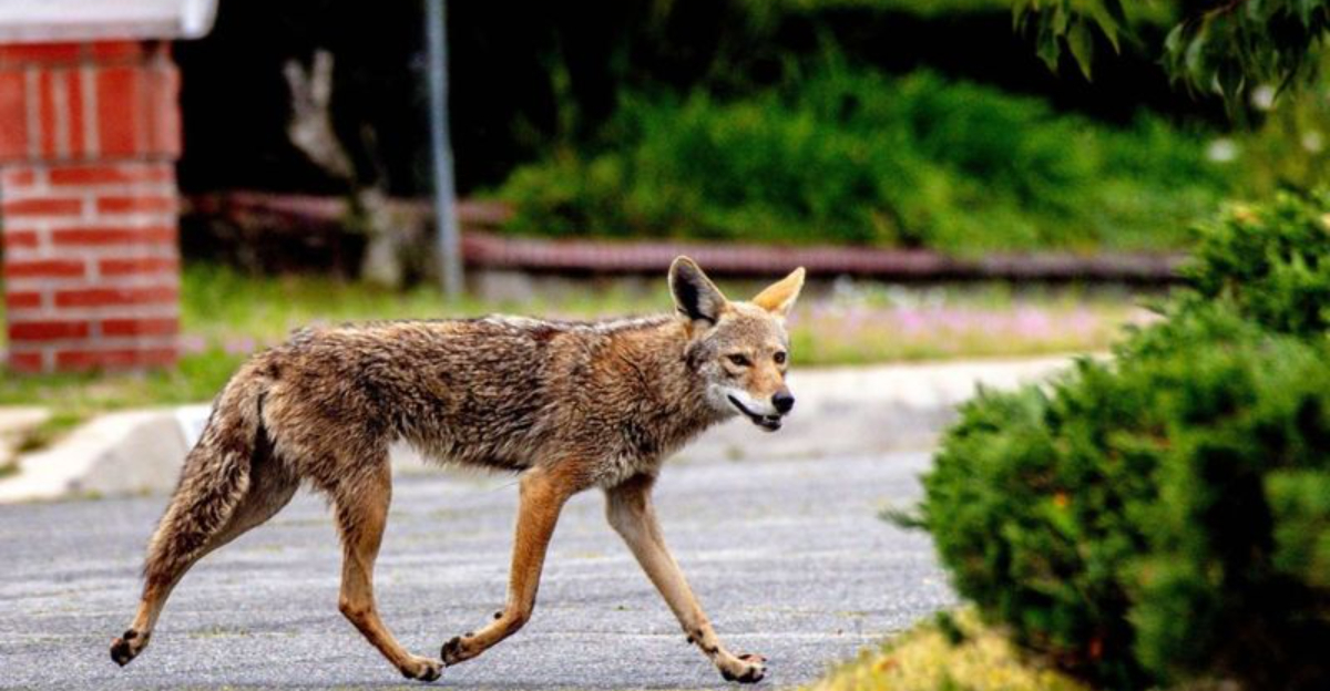 13 Essential Tips for Dealing With a Coyote in Your Backyard ...