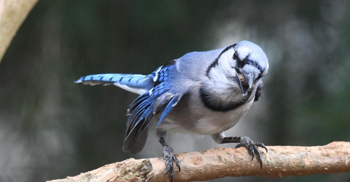 14 Fascinating Blue Jay Signs Our Grandparents Never Ignored ...