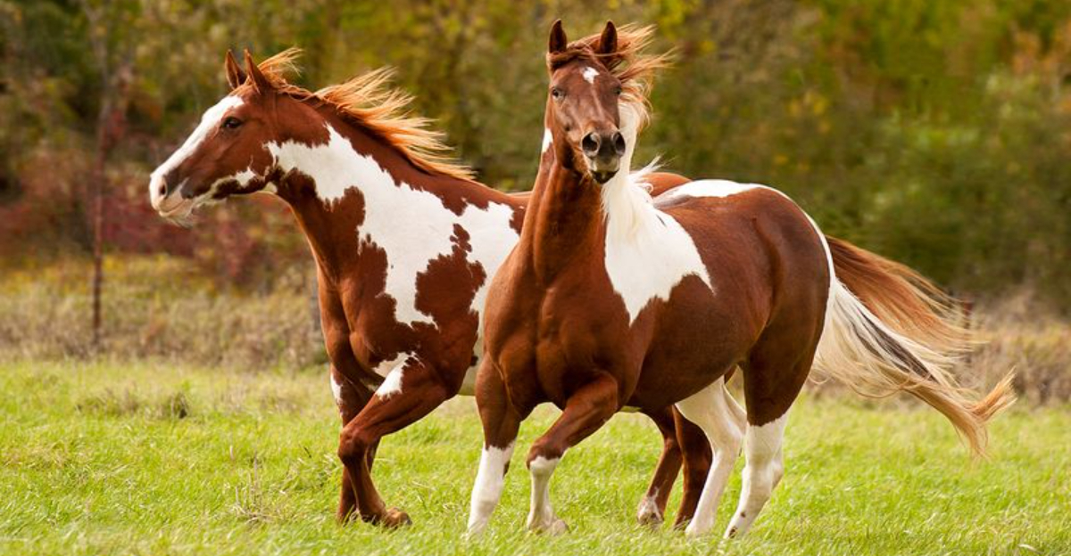 24 Fascinating Facts About Horses - Exploring Animals