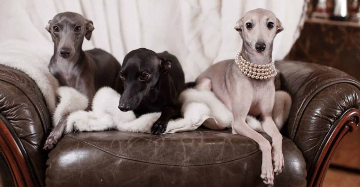 16 Fascinating Facts About Italian Greyhounds That Explain Their ...