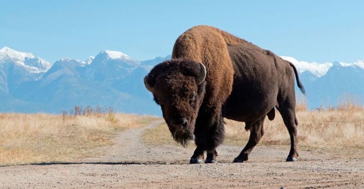 14 Fascinating Facts That Prove the American Bison Is a True Icon ...