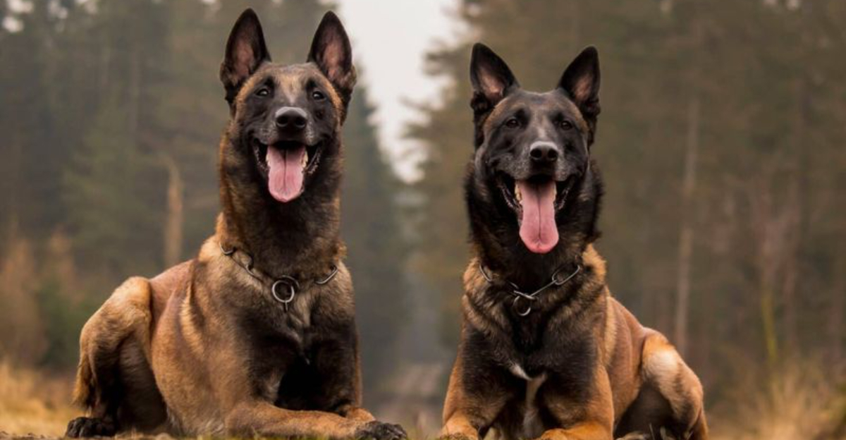 23 Friendly Looking Dogs You Don't Want to Mess With - Exploring Animals