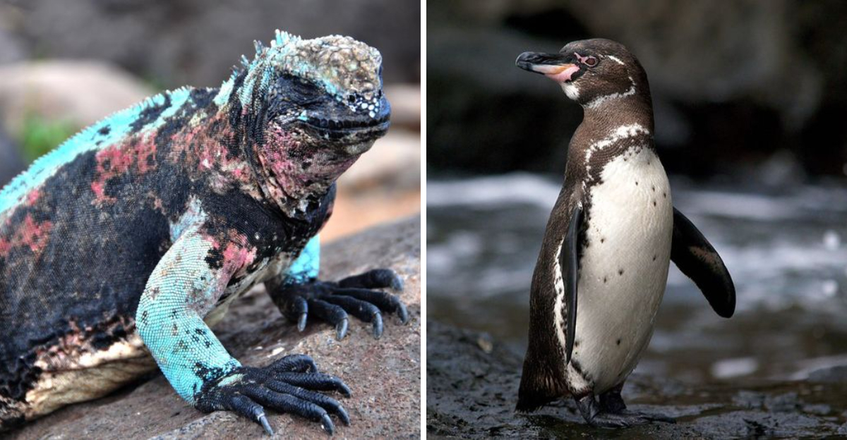 Galápagos Wildlife Like You’ve Never Seen: 20 Species That Define the ...