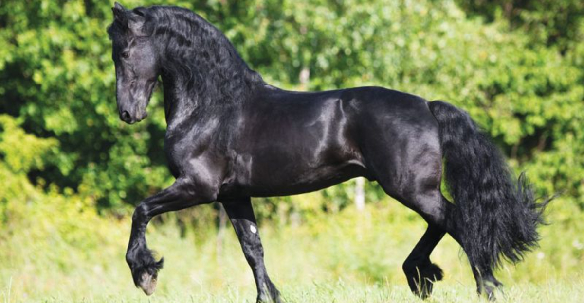 20 Horse Breeds That Naturally Have The Softest And Shiniest Coats ...
