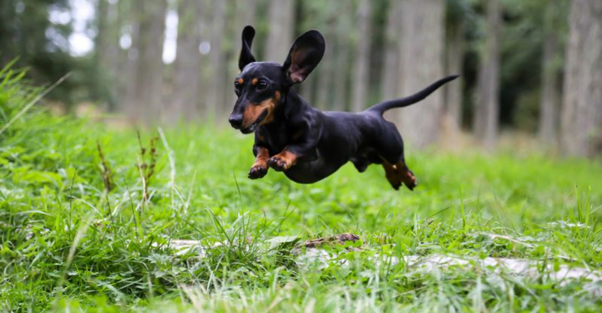 13 Interesting Facts to Know Before Owning a Mini Dachshund - Exploring ...