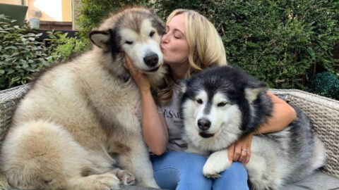 18 Irresistibly Fluffy Dog Breeds You’ll Want to Cuddle All Day ...