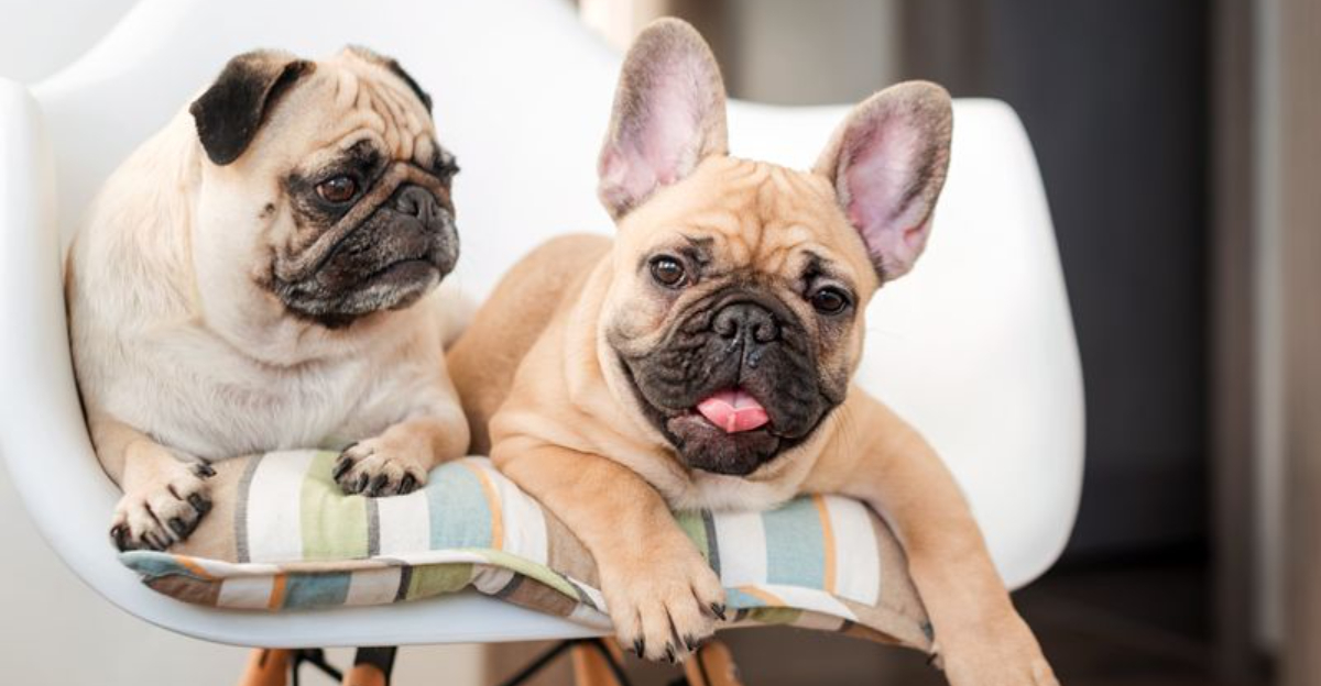 13 Key Differences Between French Bulldogs and Pugs - Exploring Animals