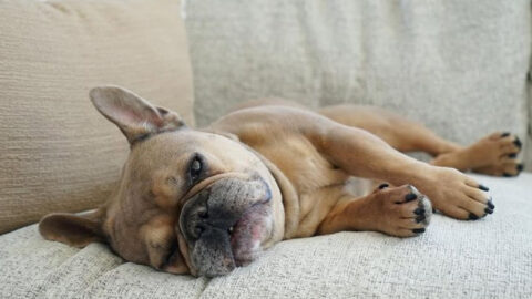 20 Lazy Dog Breeds That Make the Best Couch Companions - Exploring Animals