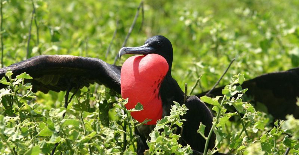 24 Little-Known Facts About the World’s Rarest Birds - Exploring Animals