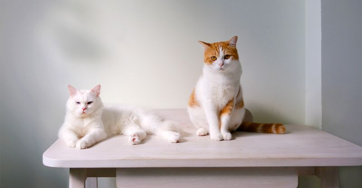 Male vs. Female Cats: 13 Things to Consider Before Choosing - Exploring ...