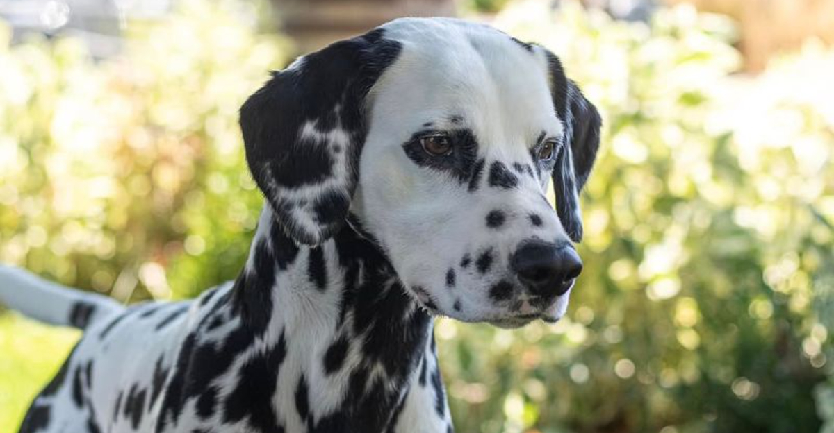 20 Medium Dog Breeds That Hit the Sweet Spot in Size and Personality ...