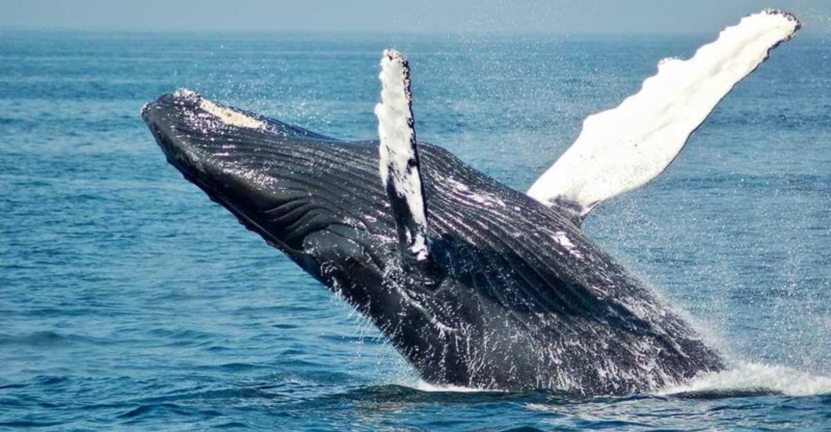Might of the wild: Here are the 16 largest mammals on Earth - Exploring ...