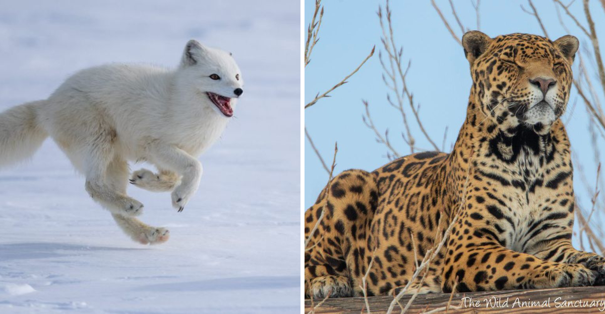 30 Most Breathtaking and Majestic Animals on Earth - Exploring Animals