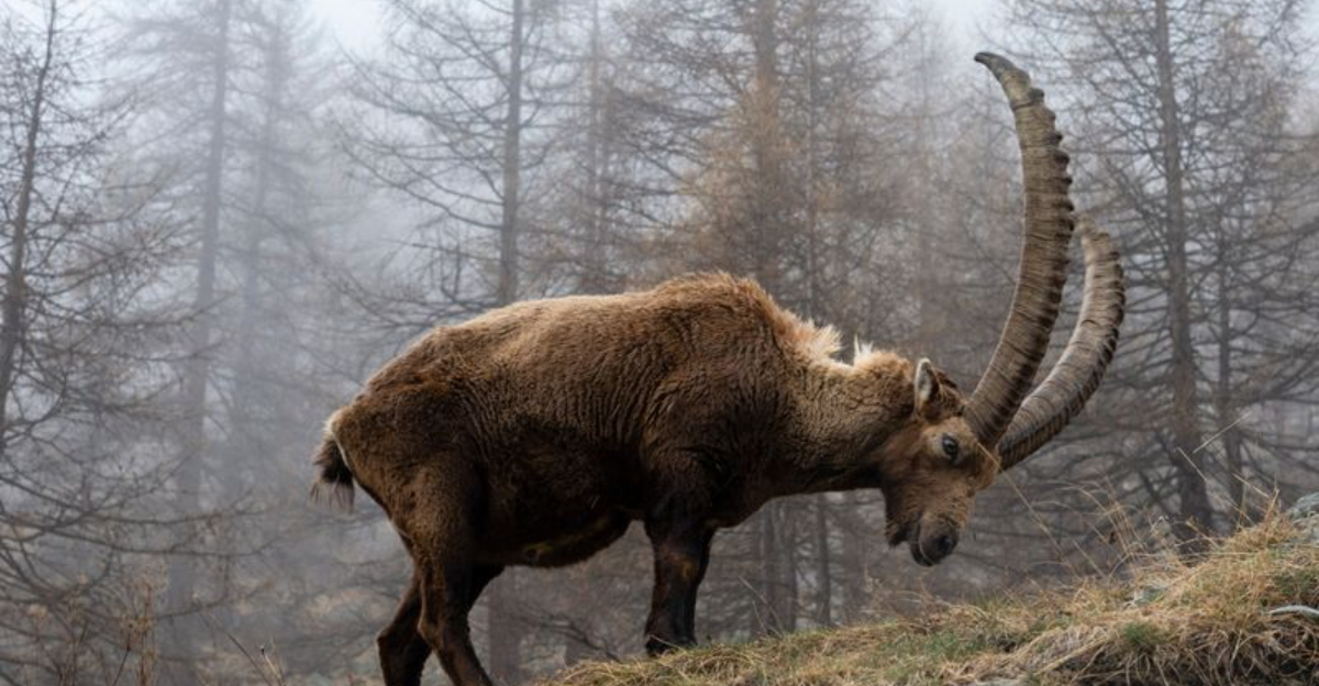 25 Most Endangered Animals and Wildlife in Europe - Exploring Animals