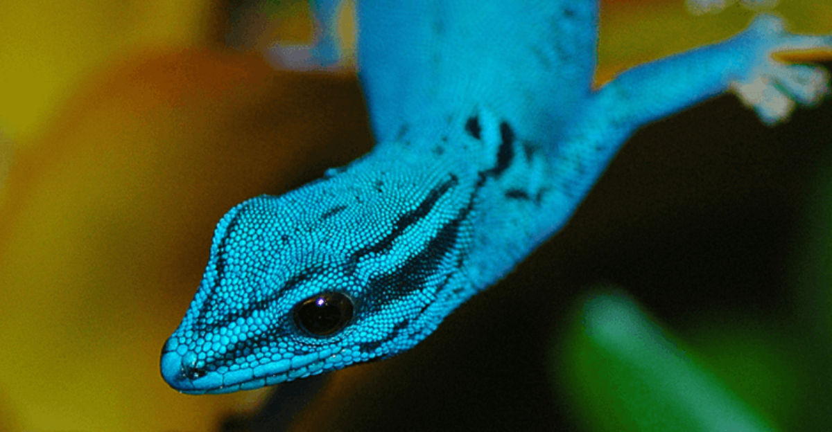 22 Most Endangered Reptiles That Are on the Brink of Extinction ...