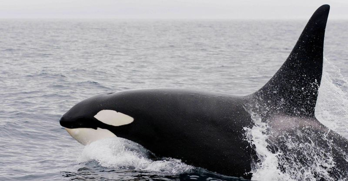 16 Most Endangered Whales That Could Disappear Forever - Exploring Animals