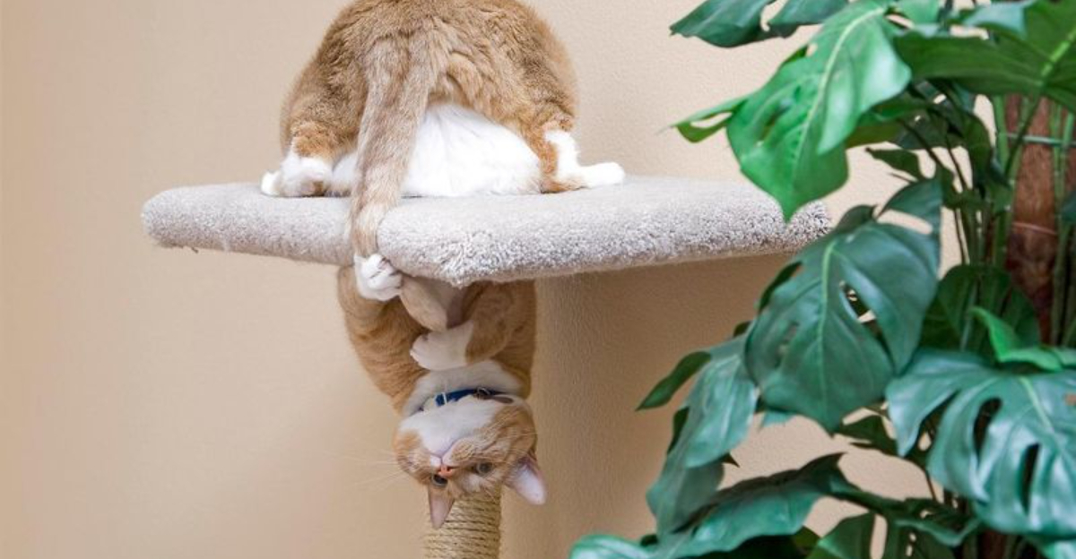 21 Most Hilarious Cat Behaviors That Will Make You Laugh - Exploring ...