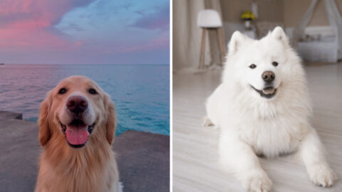 23 Most Patient Dog Breeds That Will Tolerate Anything - Exploring Animals