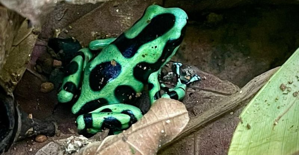 26 Most Unusual Rainforest Animals - Exploring Animals