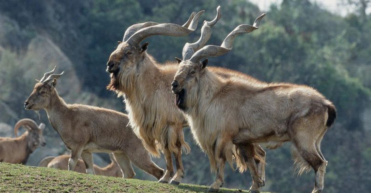 17 Mountain-Range Mammals Americans Hardly Ever See - Exploring Animals