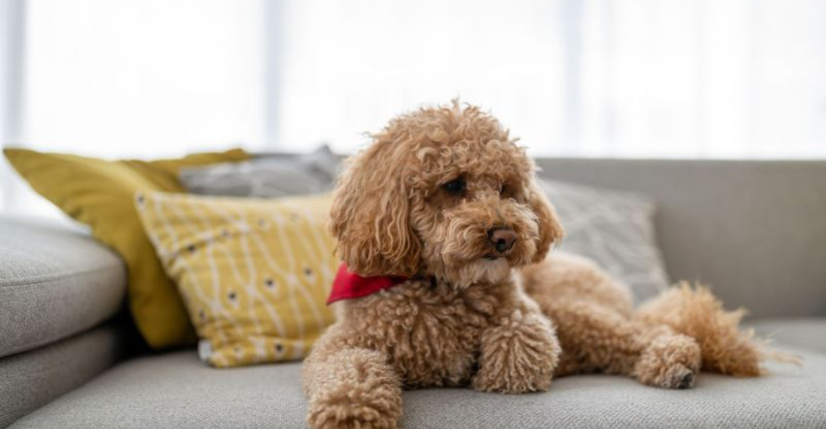 17 Must Know Facts About Miniature Poodles and How to Raise Them Right ...