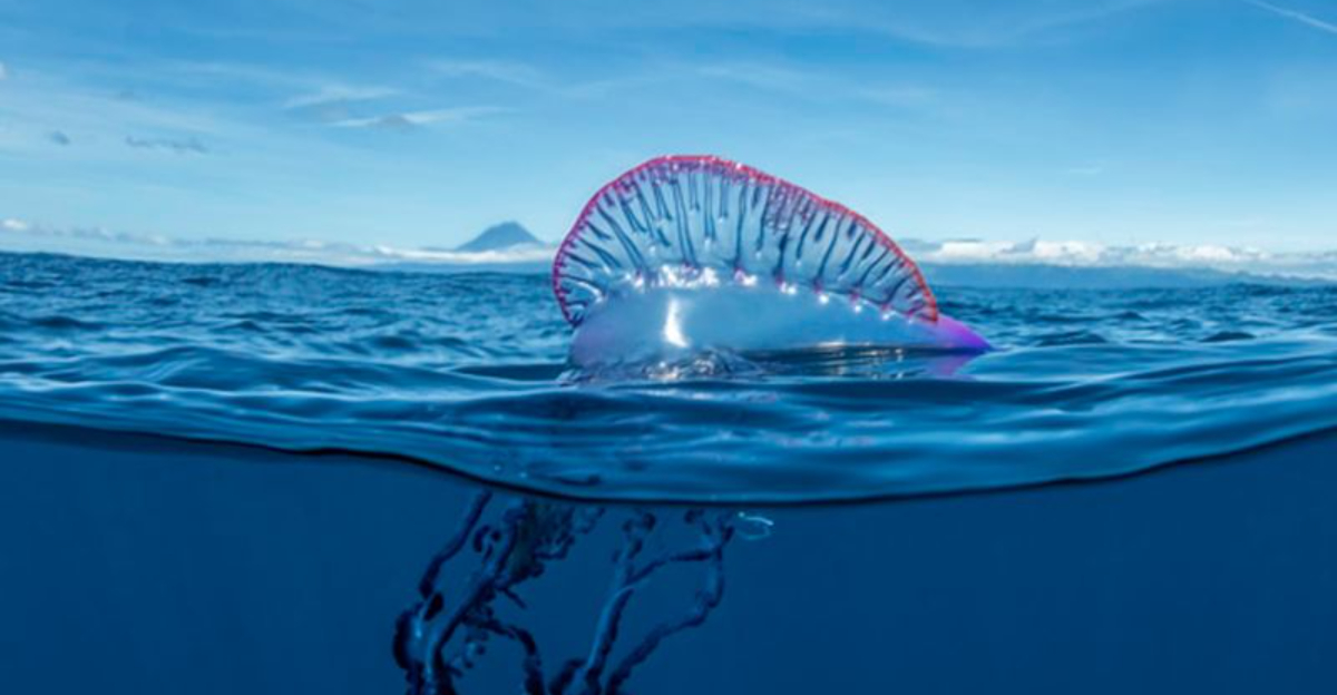 16 Ocean Animals That Are More Dangerous Than Sharks - Exploring Animals