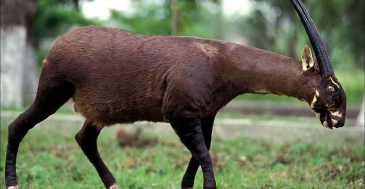 21 Rare Wildlife Subspecies You’ve Probably Never Heard Of - Exploring ...