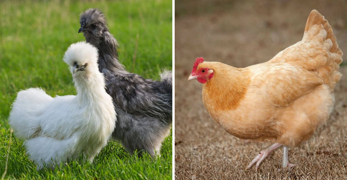 13 Really Cool Chicken Breeds For Beginners - Exploring Animals
