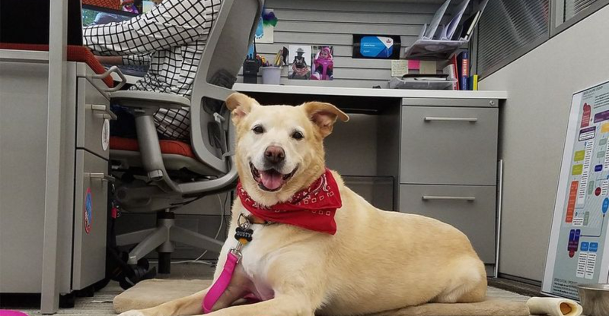 11 Reasons Why You Should Bring Your Dog To Work - Exploring Animals