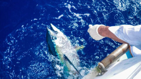 13 Record-Breaking Ahi Tuna Catches That Left Anglers Stunned - Exploring Animals