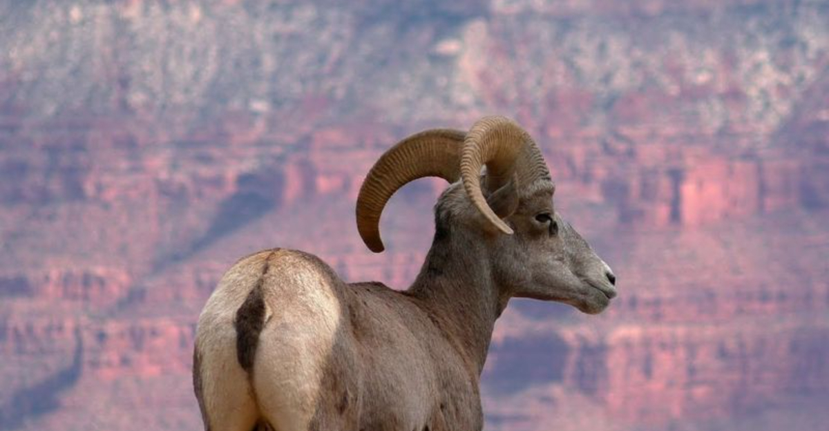 21 Remarkable Wildlife Species Thriving in the Deserts of Arizona ...