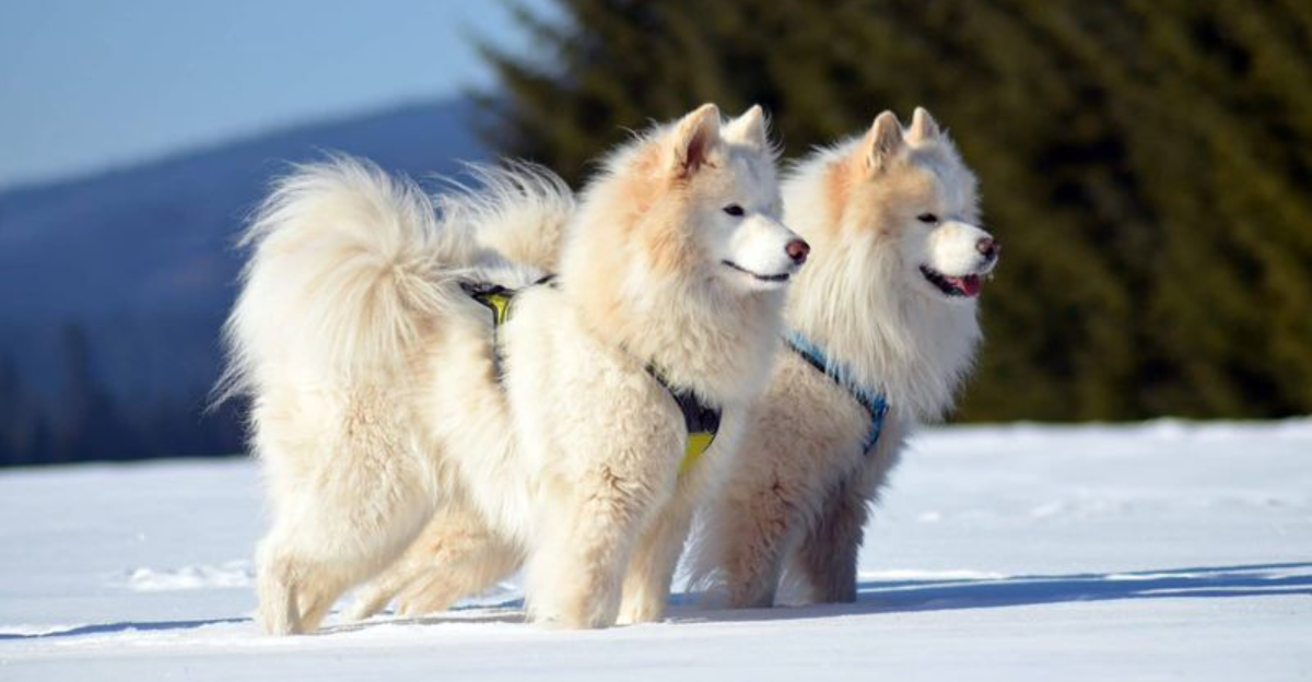 16 Samoyed Secrets That Prove They’re Born for Both Winter and Summer ...