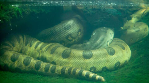 14 Shocking Discoveries About the Largest Anaconda Ever Recorded ...