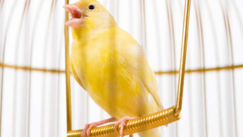 14 Signs Your Canary Isn’t Feeling Its Best (And How to Help ...