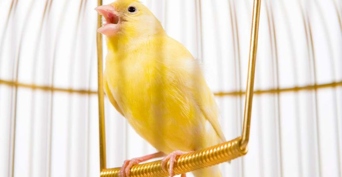 14 Signs Your Canary Isn’t Feeling Its Best (And How to Help ...