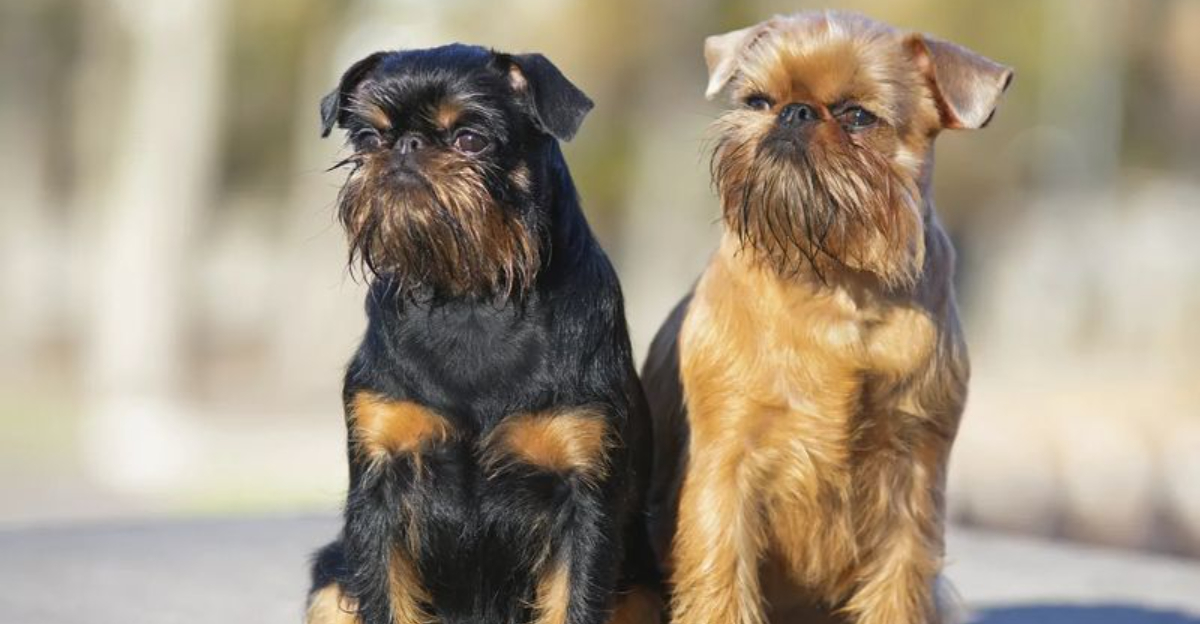 23 Small Dog Breeds That Have Absolutely No Fear - Exploring Animals