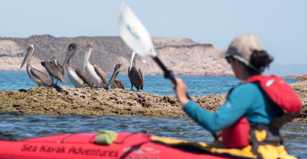 16 States Where You Can See Wildlife From a Kayak - Exploring Animals