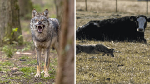 16 States With the Most Reported Wolf and Coyote Attacks on Livestock ...