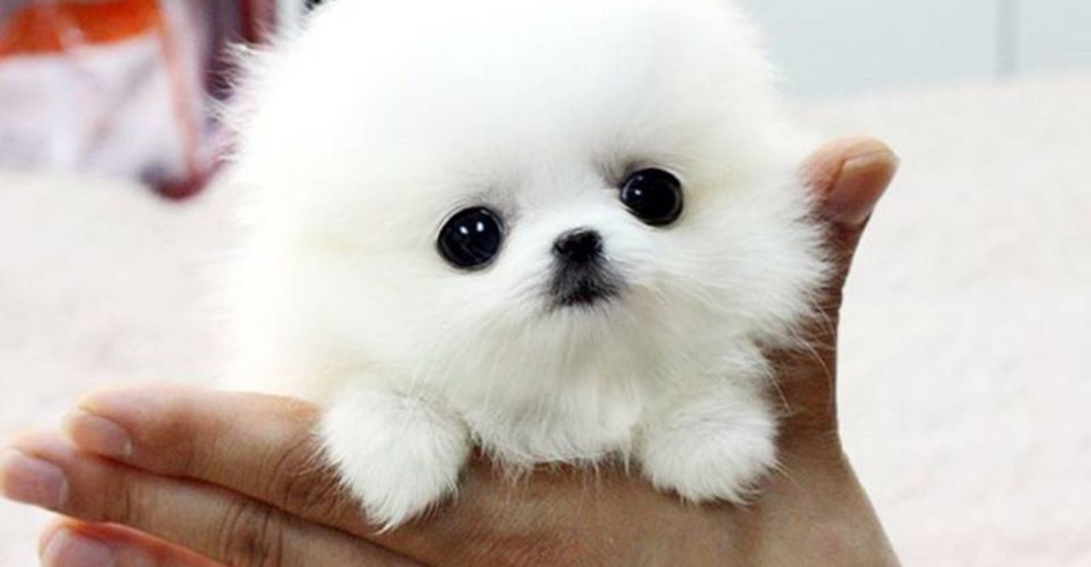 19 Teacup Dog Breeds That Make Perfect Lap Companions - Exploring Animals