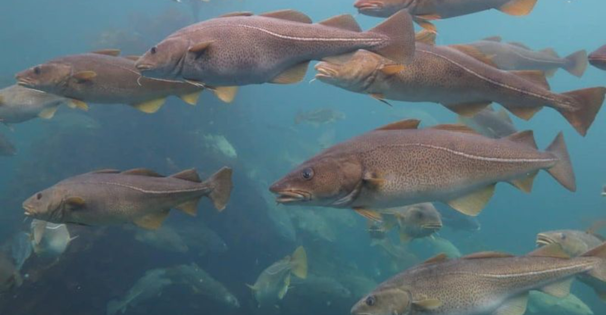 The Most Overfished Fish in the U.S. and the Shocking Impact on Your ...