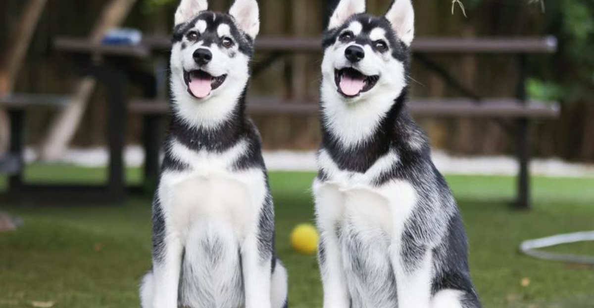 The Perfect Dog Breed for Every Horoscope Sign - Exploring Animals