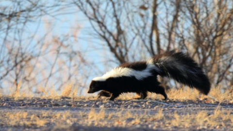 These 21 States Have the Most Rabid Skunks in America - Exploring Animals