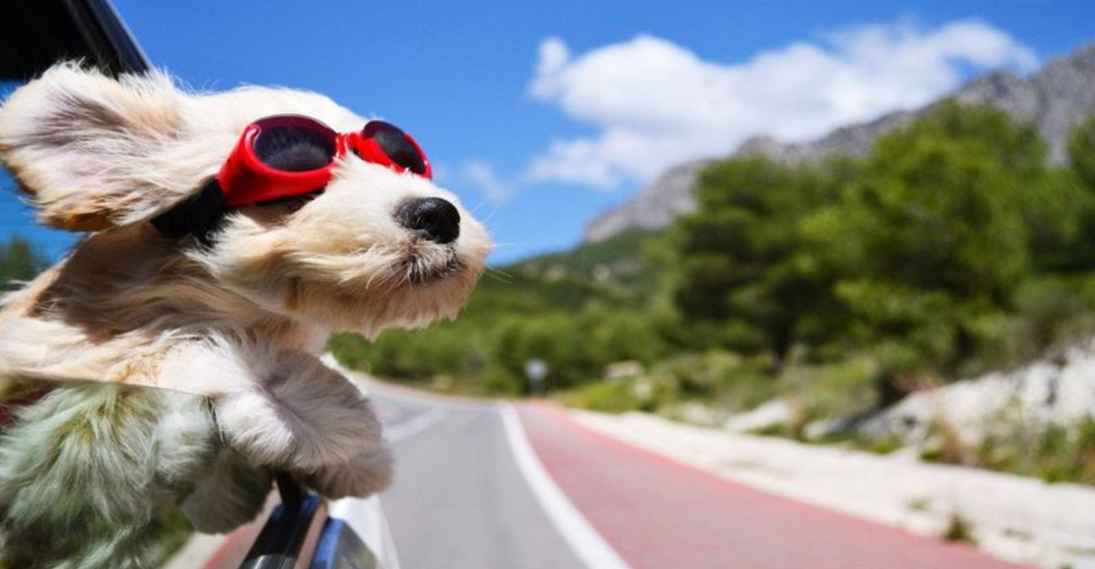 22 Things Dogs Love the Most - Exploring Animals